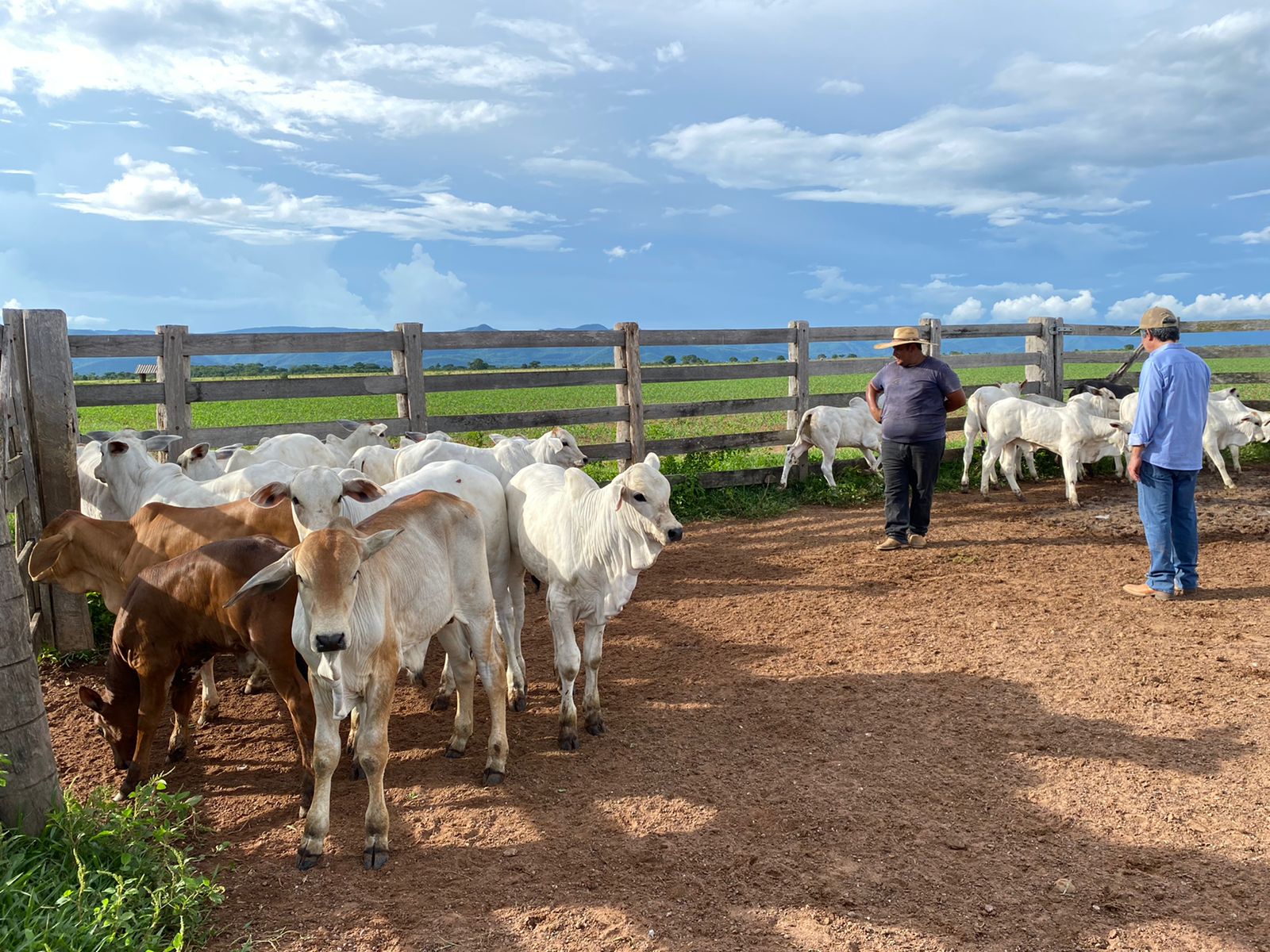 O QUE SIGNIFICA BEZERRO DO CEDO E COMO AS ESTRATÉGIAS DE NUTRIÇÃO PODEM ...